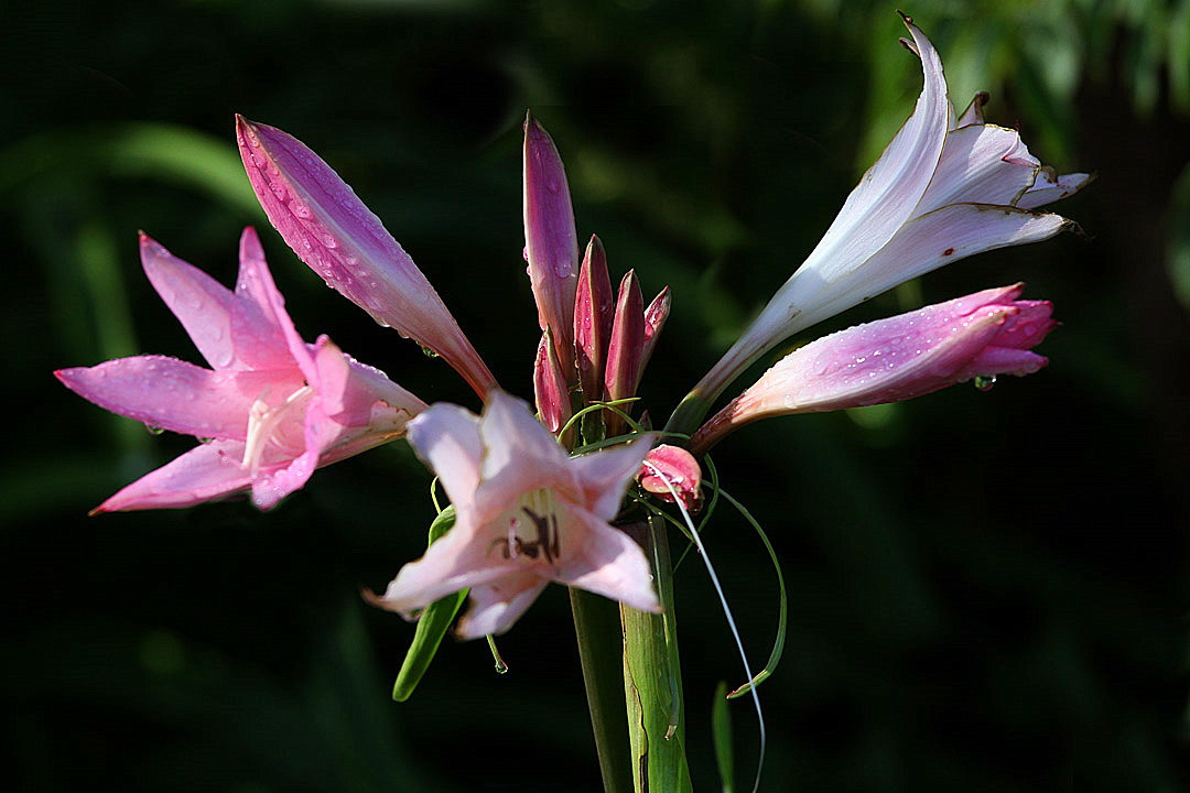 Crinum Lily