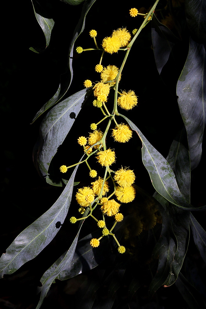 wattle 2 plant fabaceae australian 02 feb yellow 03 eye level
