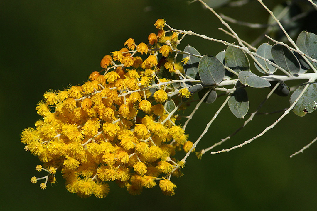 wattle queensland silver plant fabaceae hamilton children s 01 jan ...
