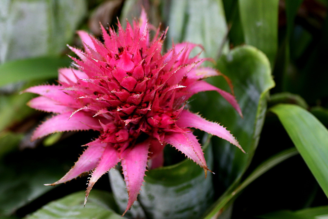 urn plant aechmea flower bromeliaceae palm canyon 01 jan red pink 02 ...