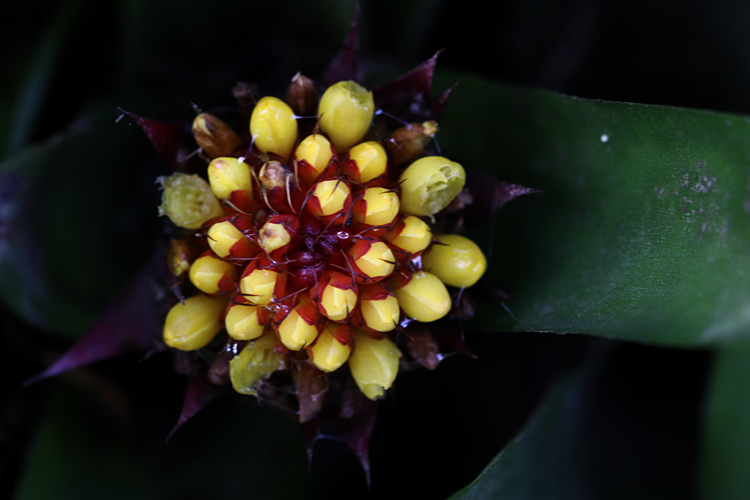 urn plant aechmea flower bromeliaceae palm canyon 01 jan yellow 02 knee ...