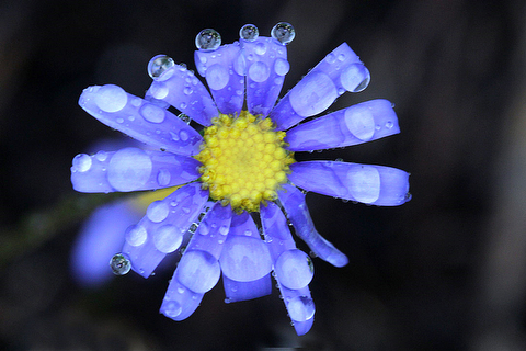 Blue marguerite
