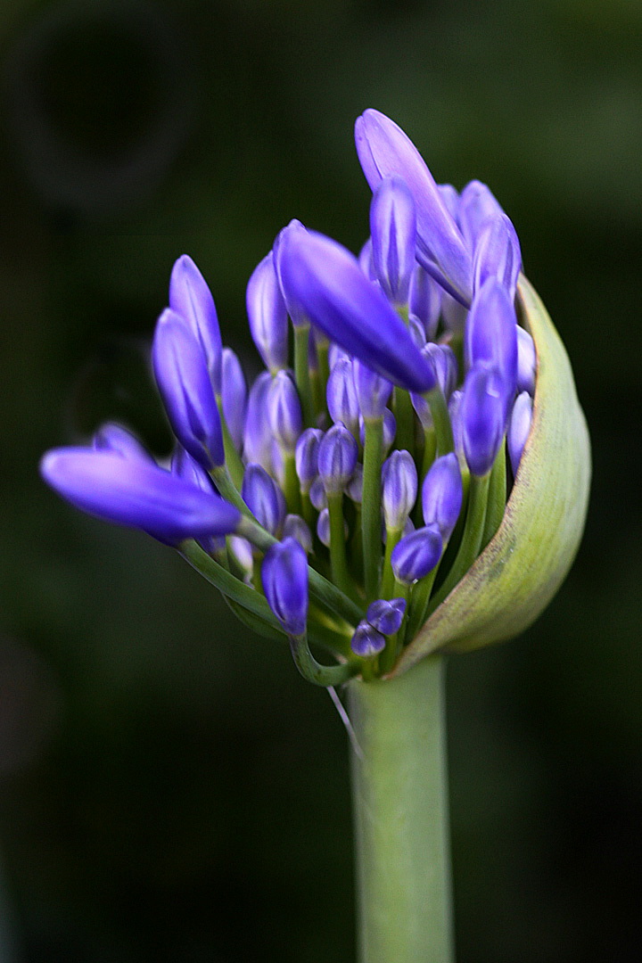 Lily of the Nile