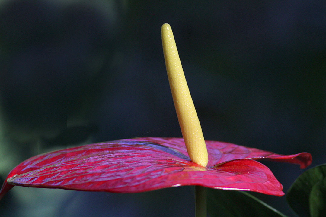 Anthurium