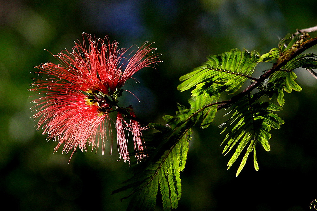 Banksia, Sterling Range Banksia solandri