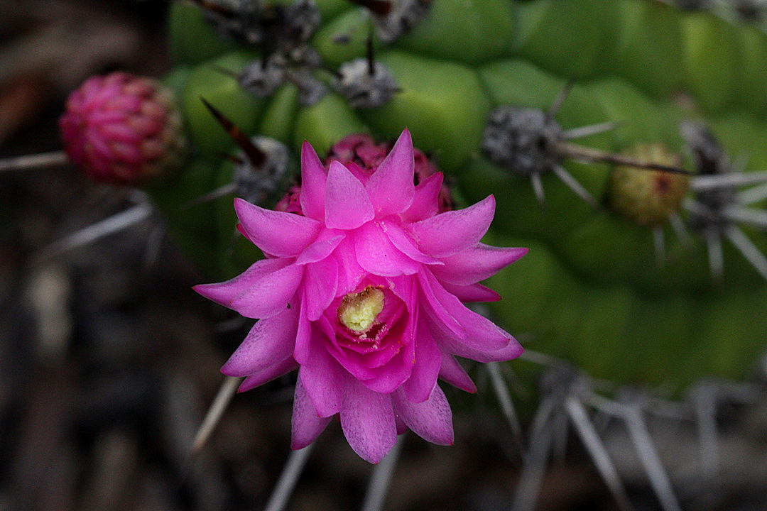 Borzicactus