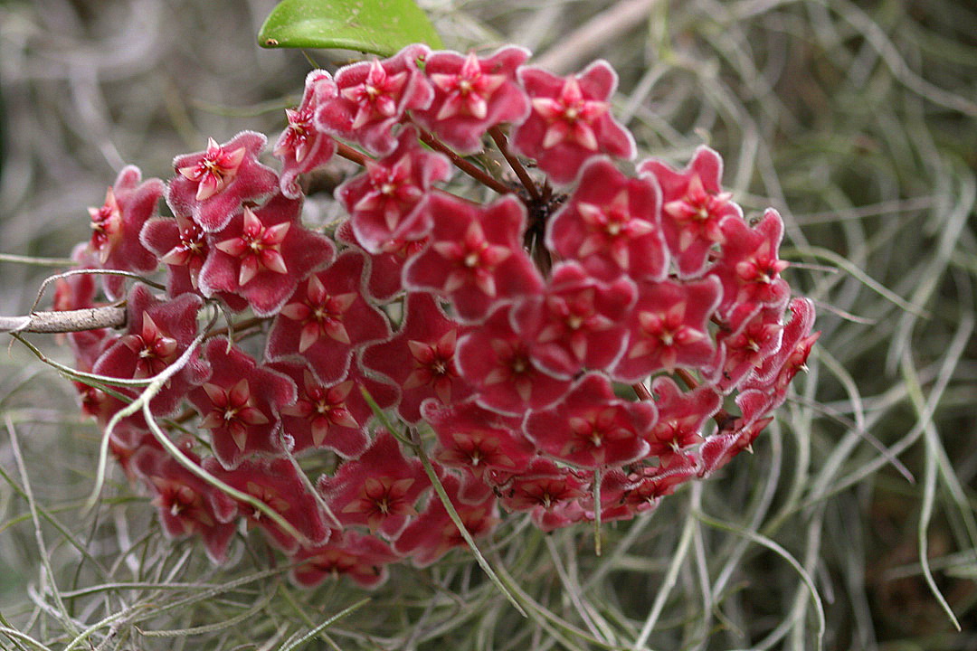Wax plant