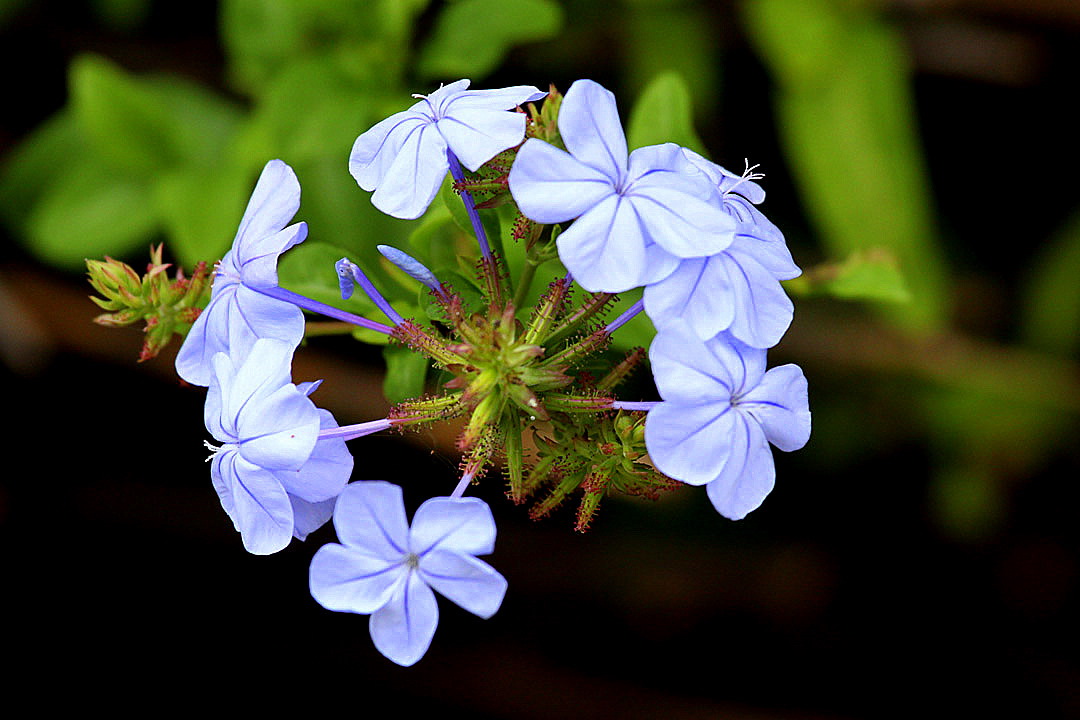 Cape Plumbago